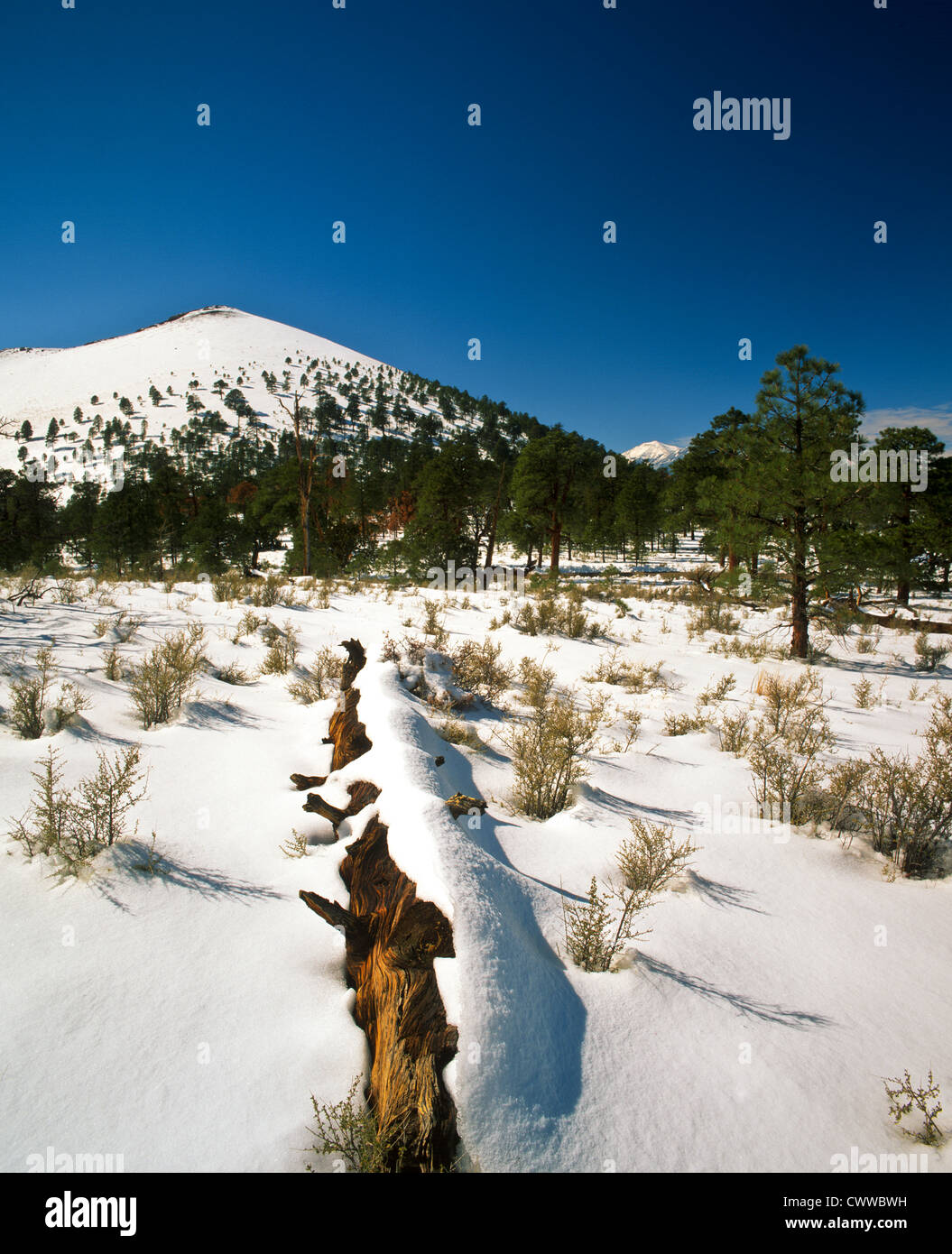 Heavy snow at Sunset Crater Volcanic National Monument, north of ...