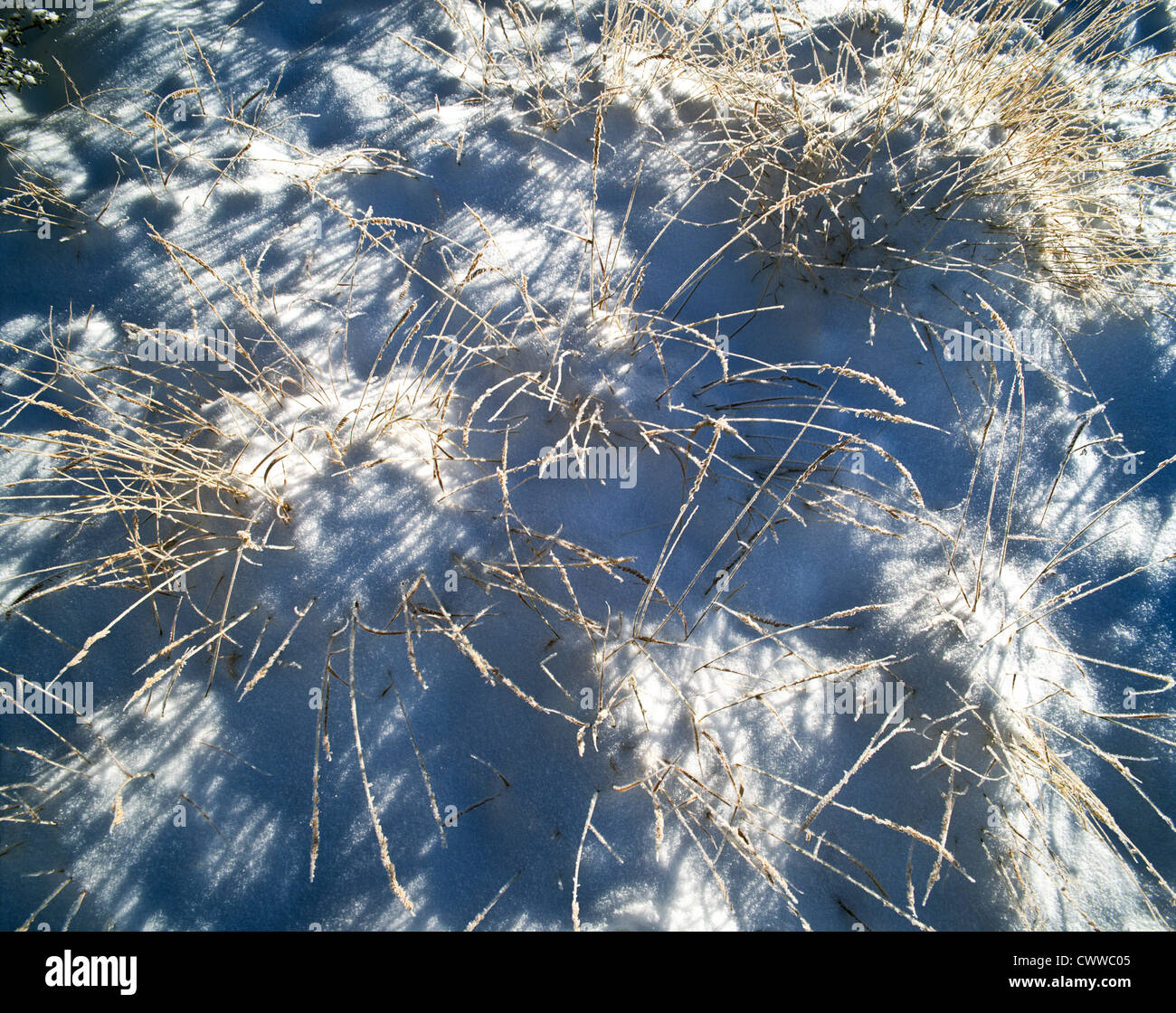 Heavy snow at Sunset Crater Volcanic National Monument, north of ...