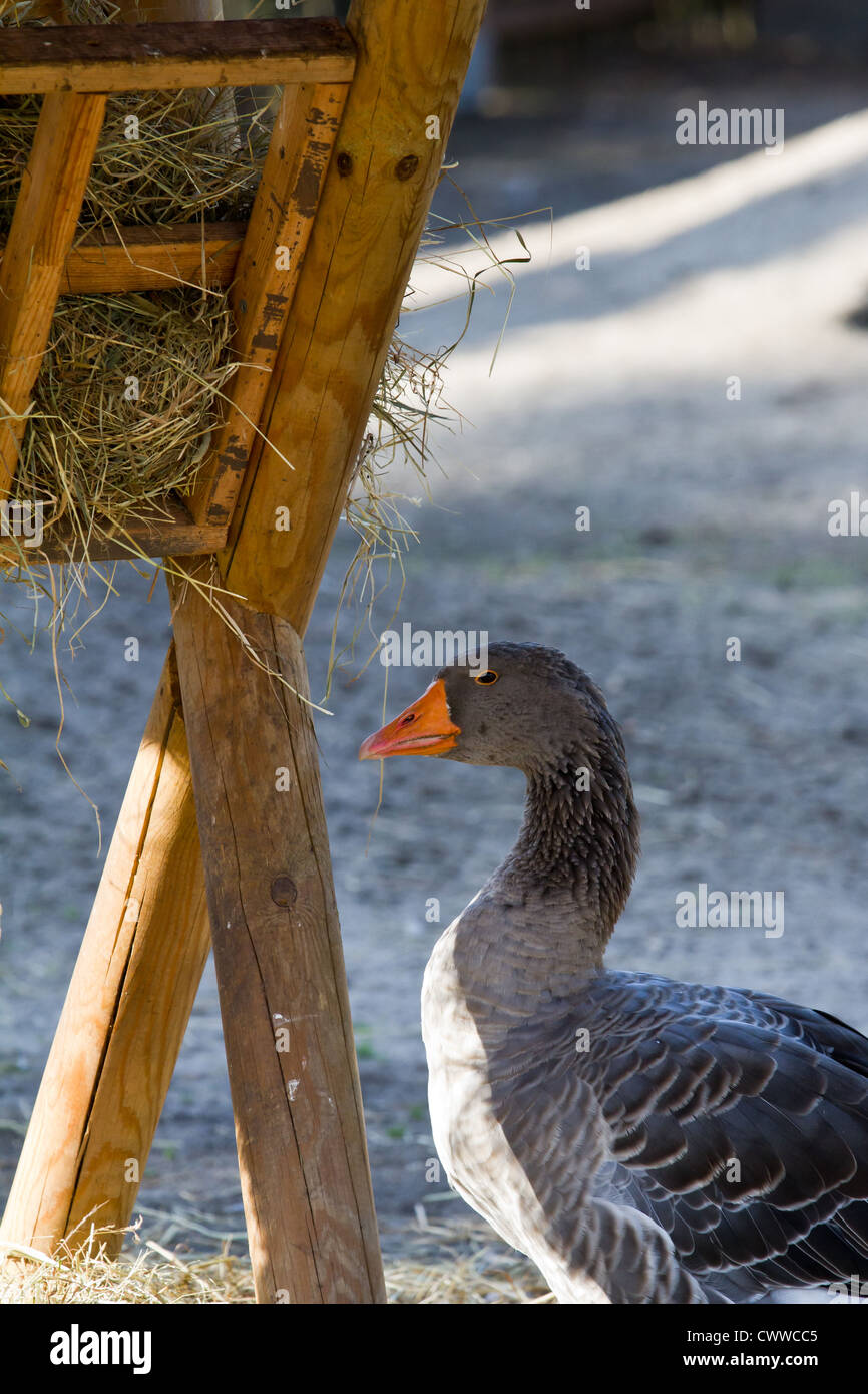 Pen enclosure hi-res stock photography and images - Alamy