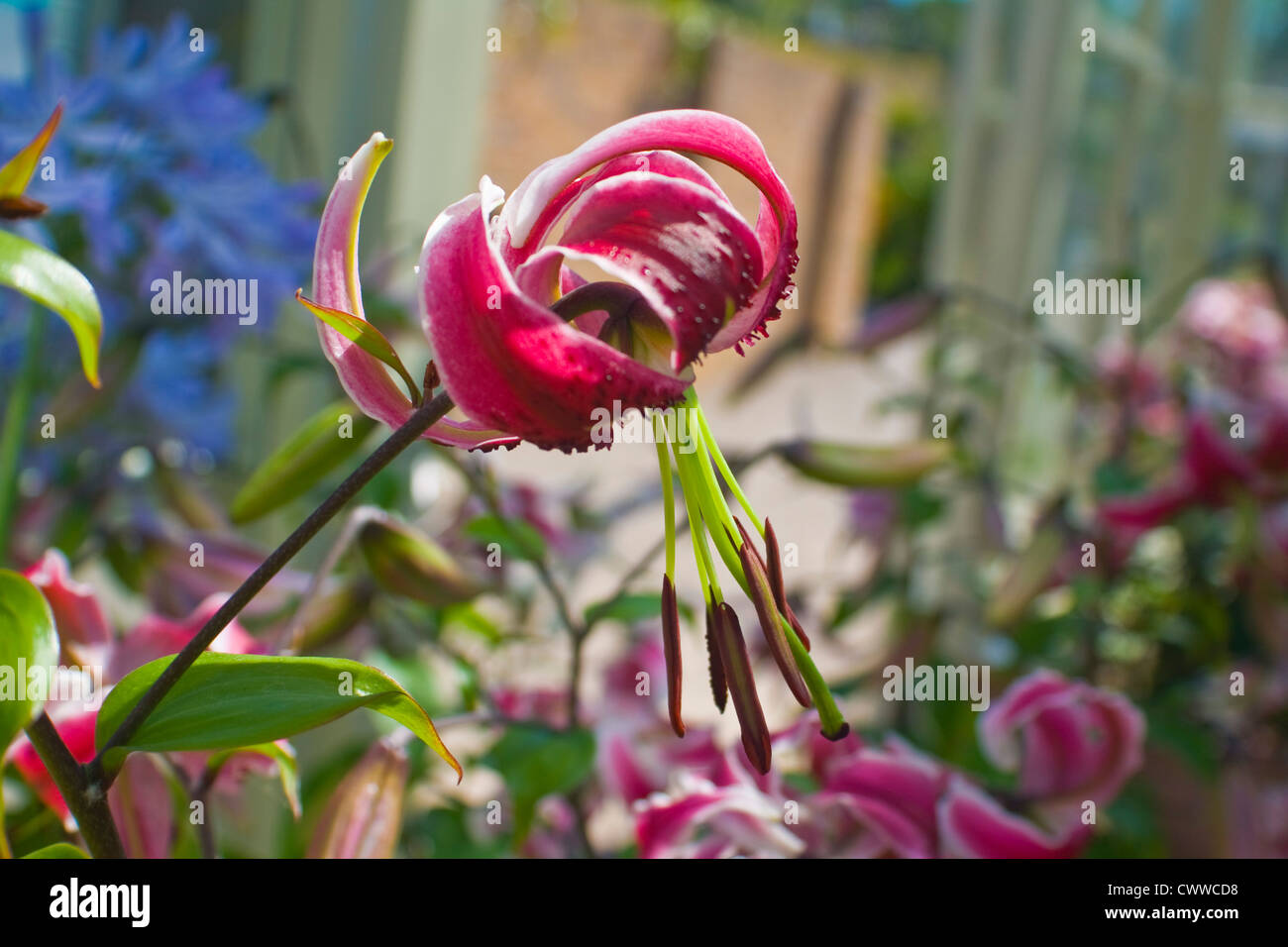 Stark flower hi-res stock photography and images - Alamy