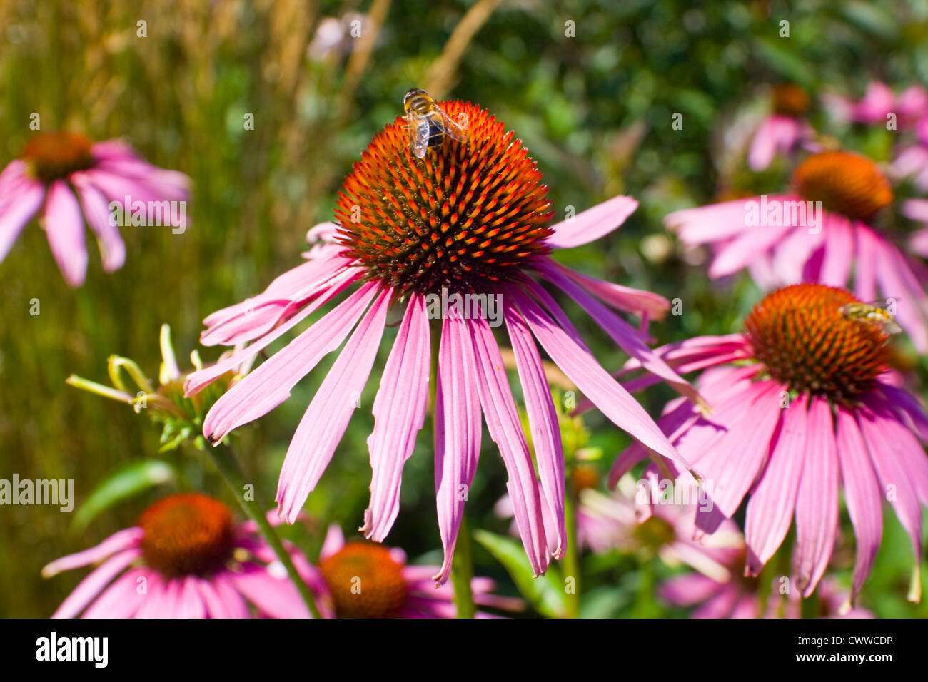 Stark flower hi-res stock photography and images - Alamy