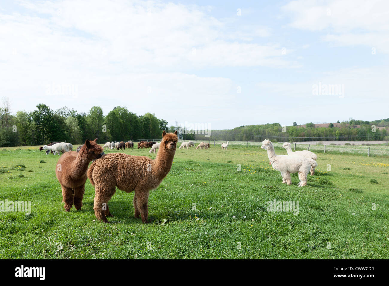 Huacaya alpaca hi-res stock photography and images - Alamy