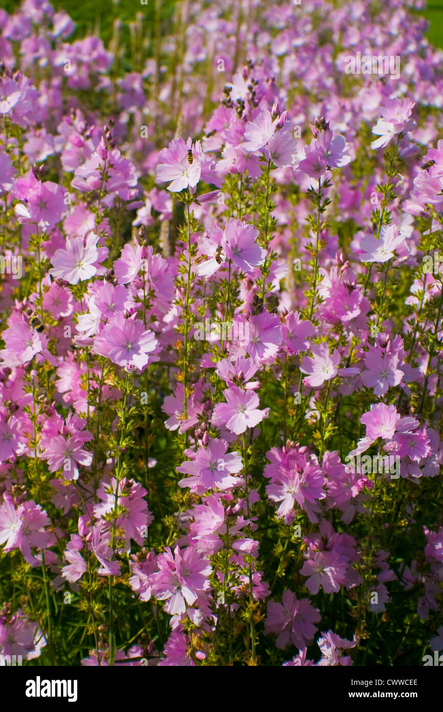 Pink Flowers in full bloom Stock Photo - Alamy