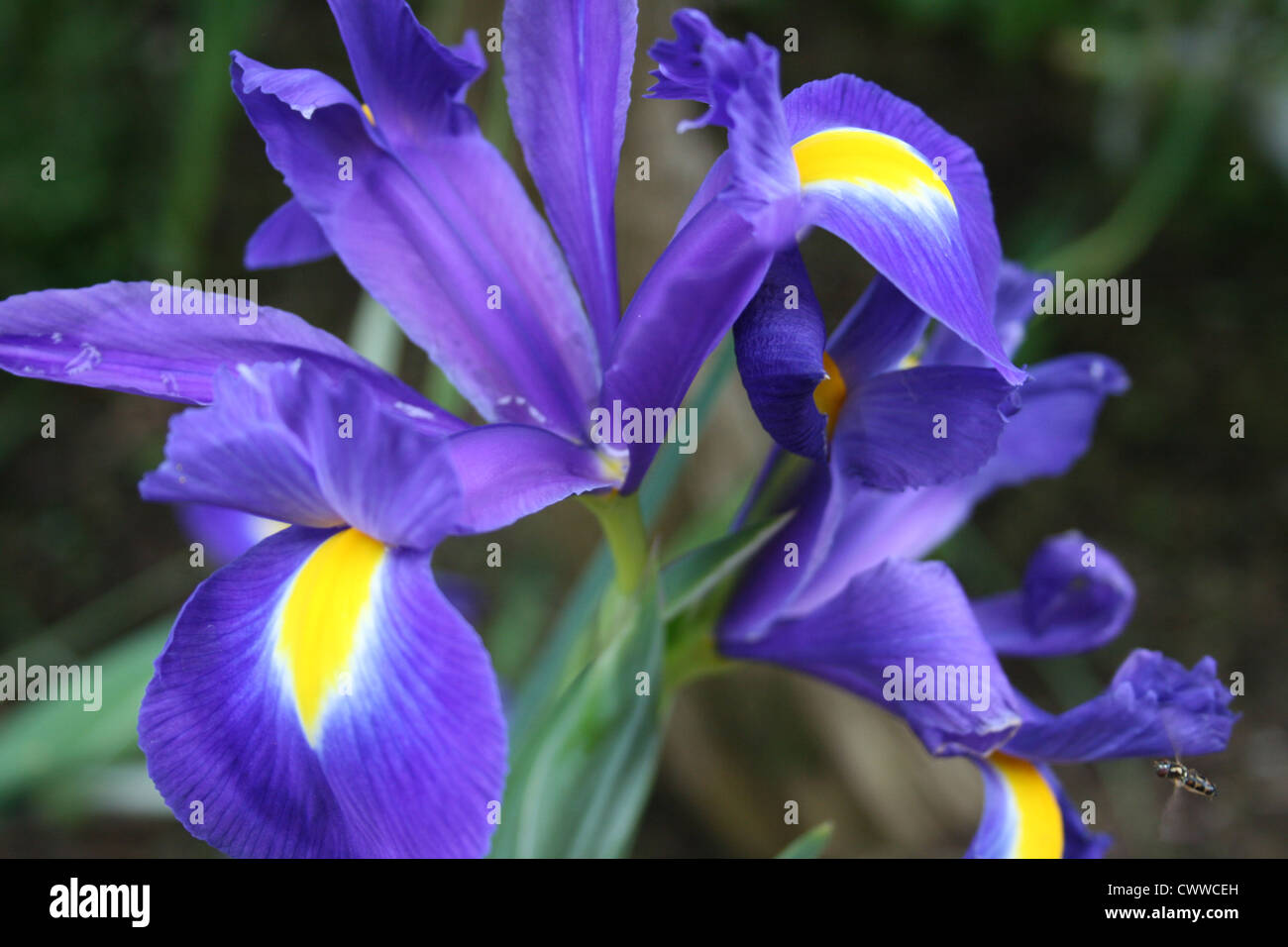 Iris in full bloom Stock Photo - Alamy