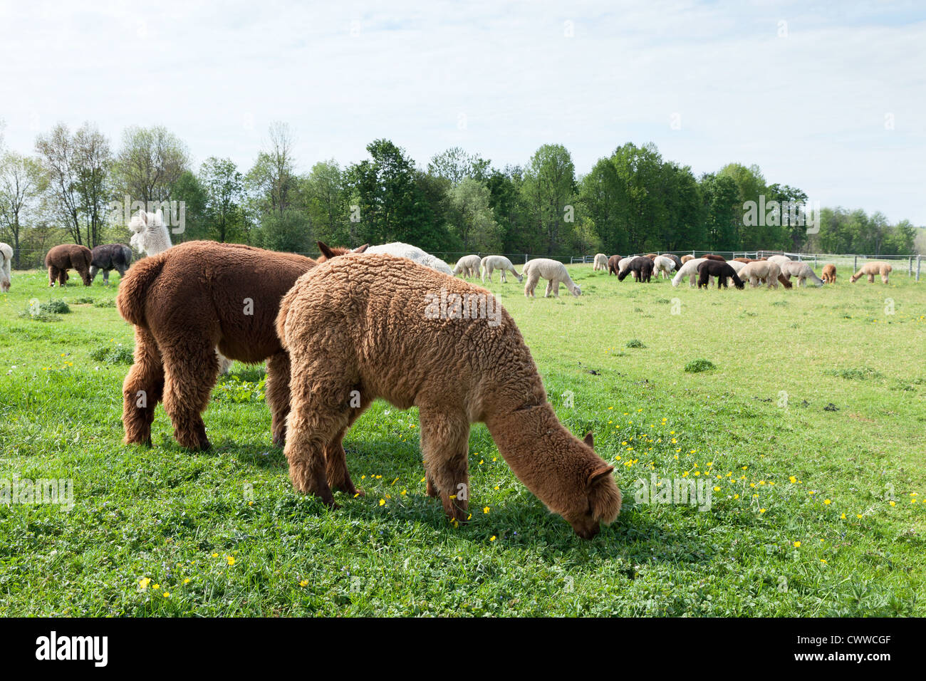 Two huacaya alpacas hi-res stock photography and images - Alamy