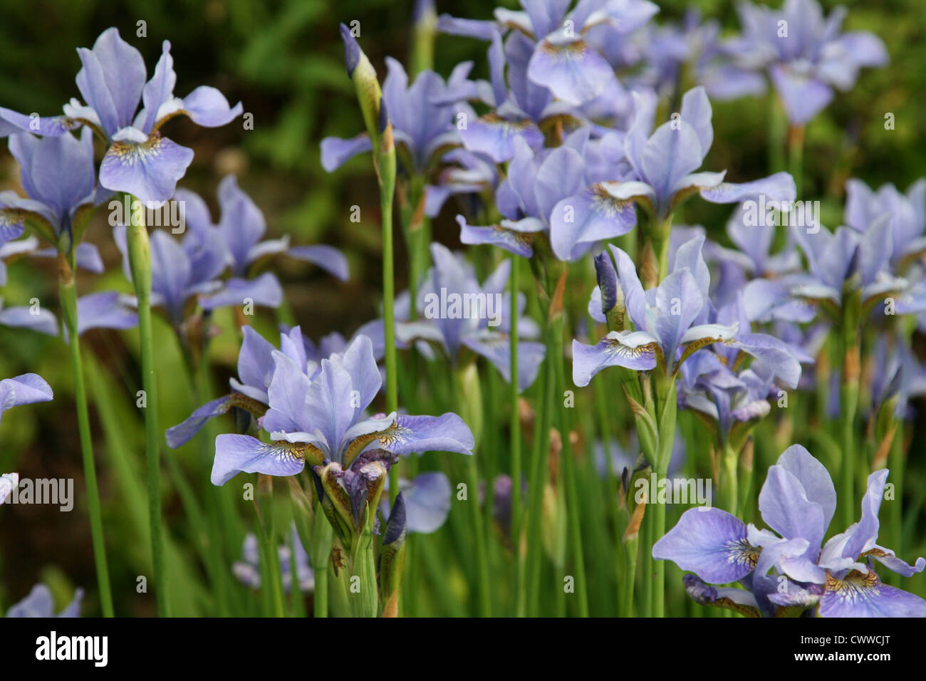 Bulb meadow hi-res stock photography and images - Alamy