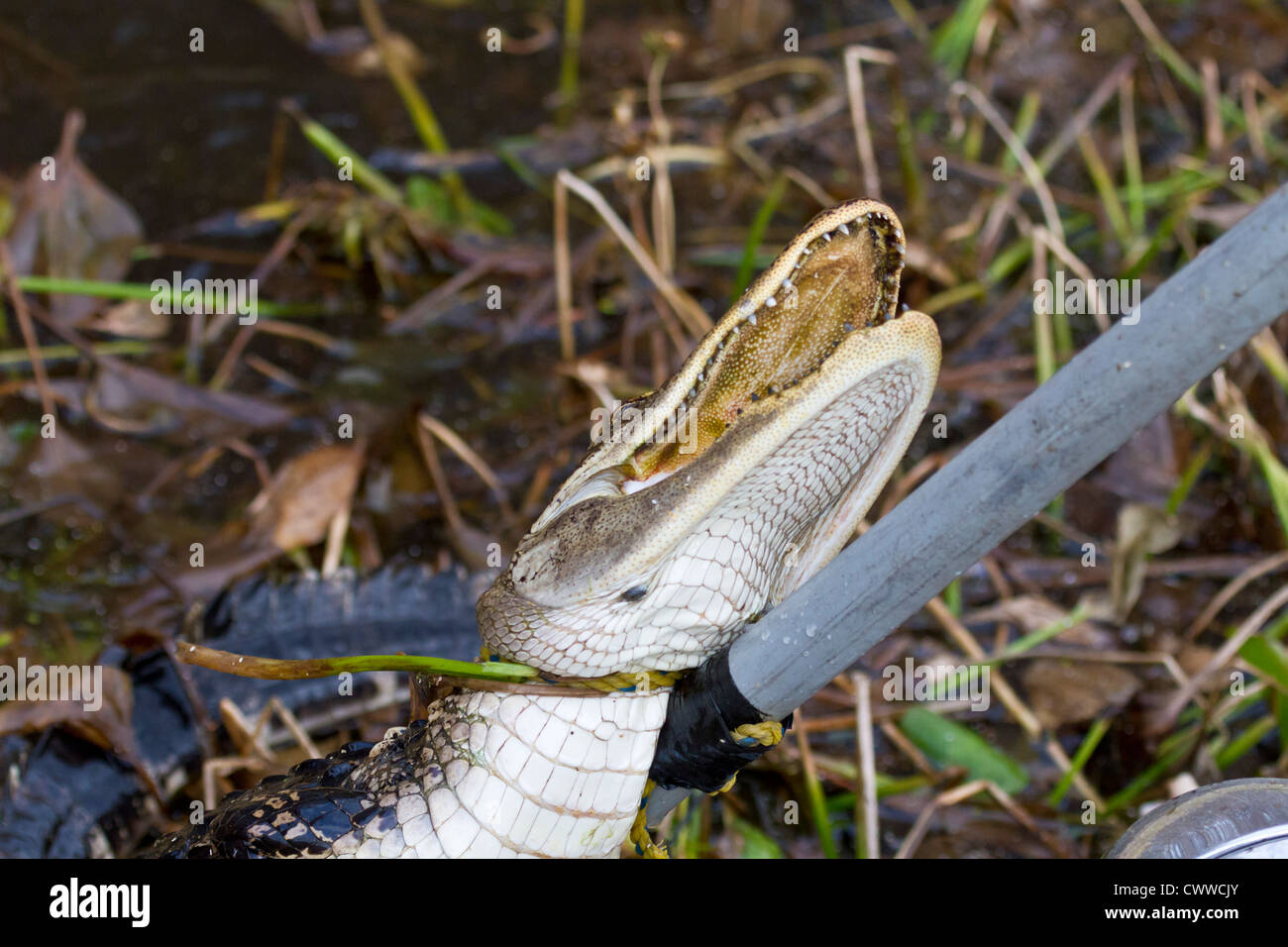 Young American Alligator (Alligator mississippiensis) being captured ...