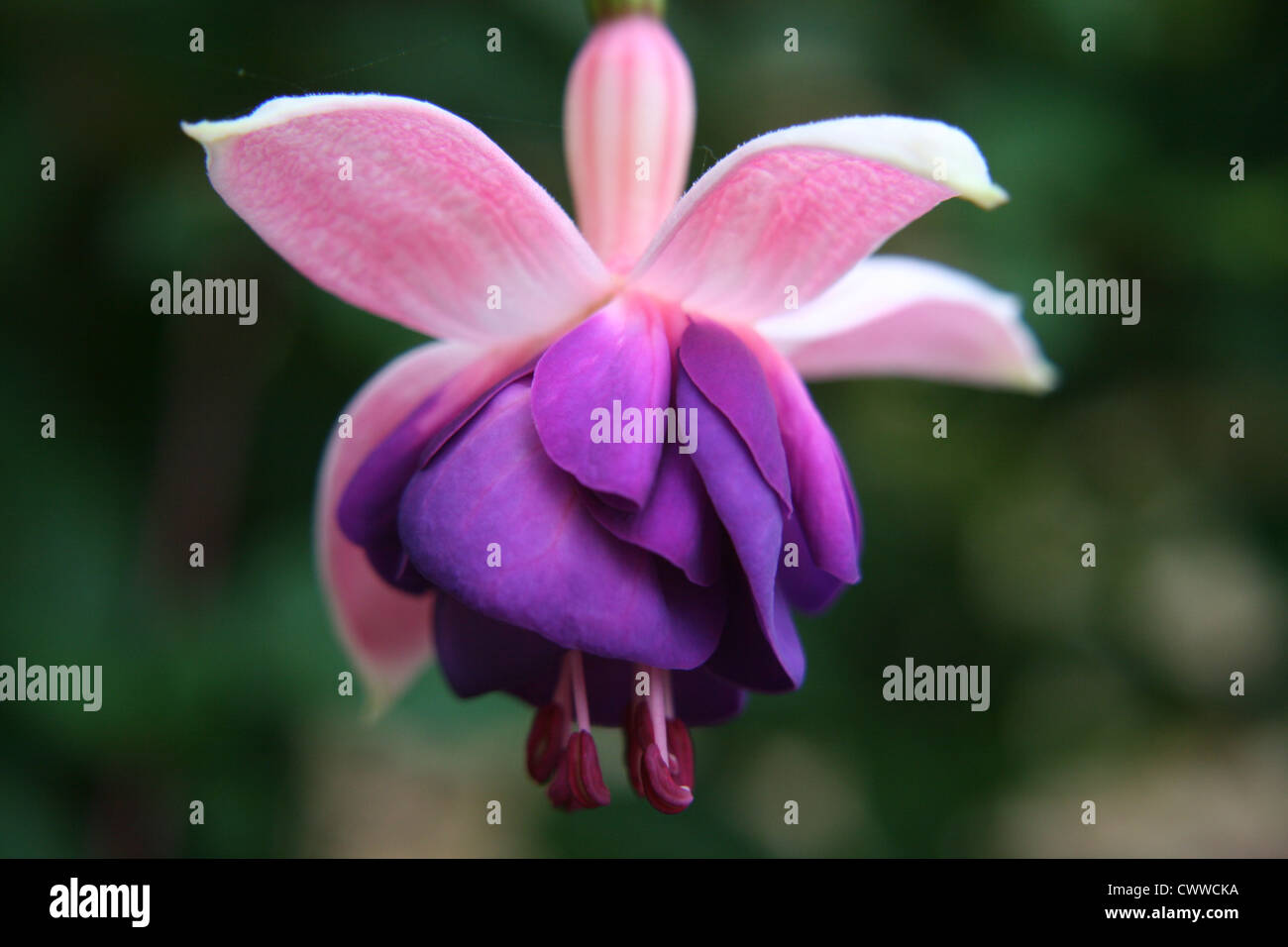 Stark flower hi-res stock photography and images - Alamy
