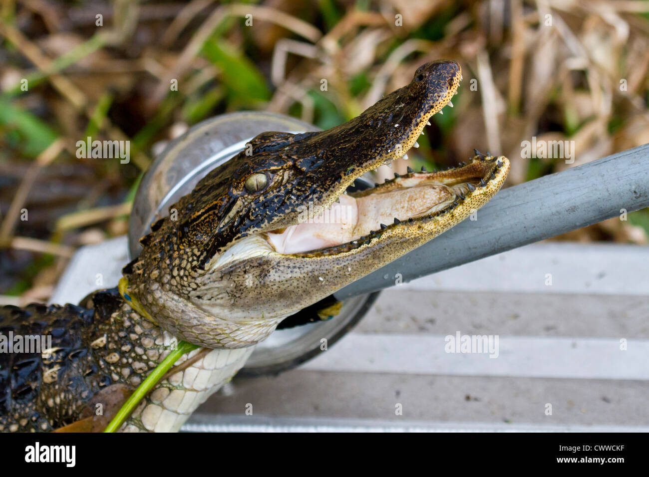Young American Alligator (Alligator mississippiensis) being captured ...
