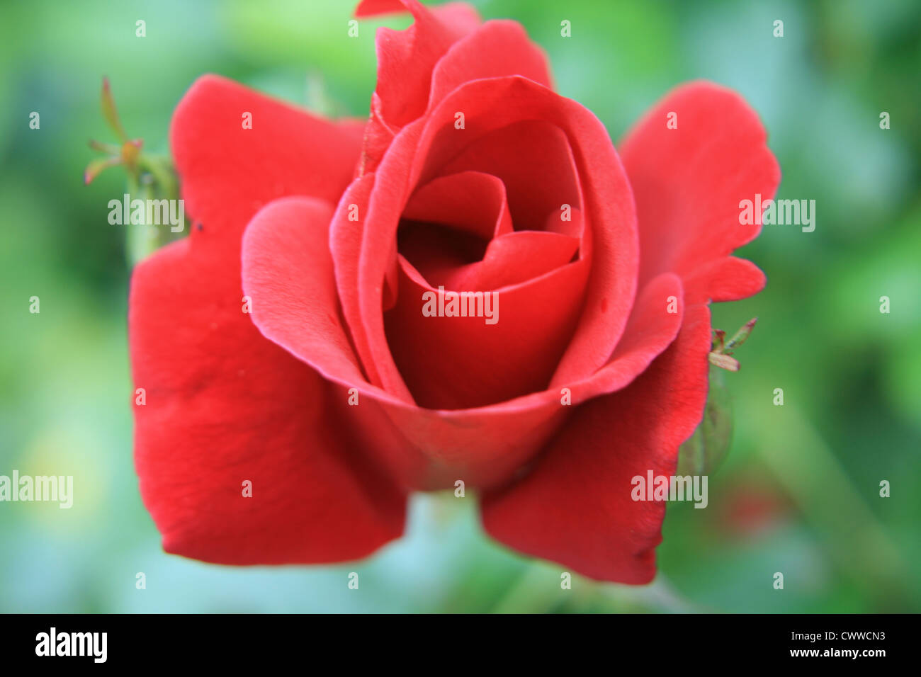 Beautiful Red Rose in Full Bloom Stock Photo - Alamy