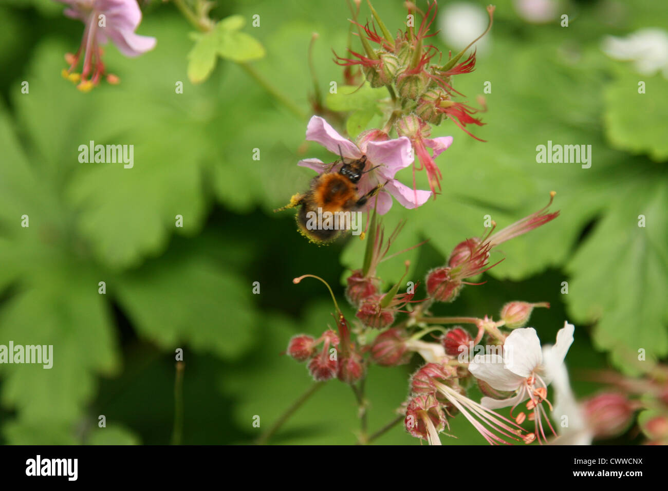 Bee collecting Nectar Stock Photo - Alamy