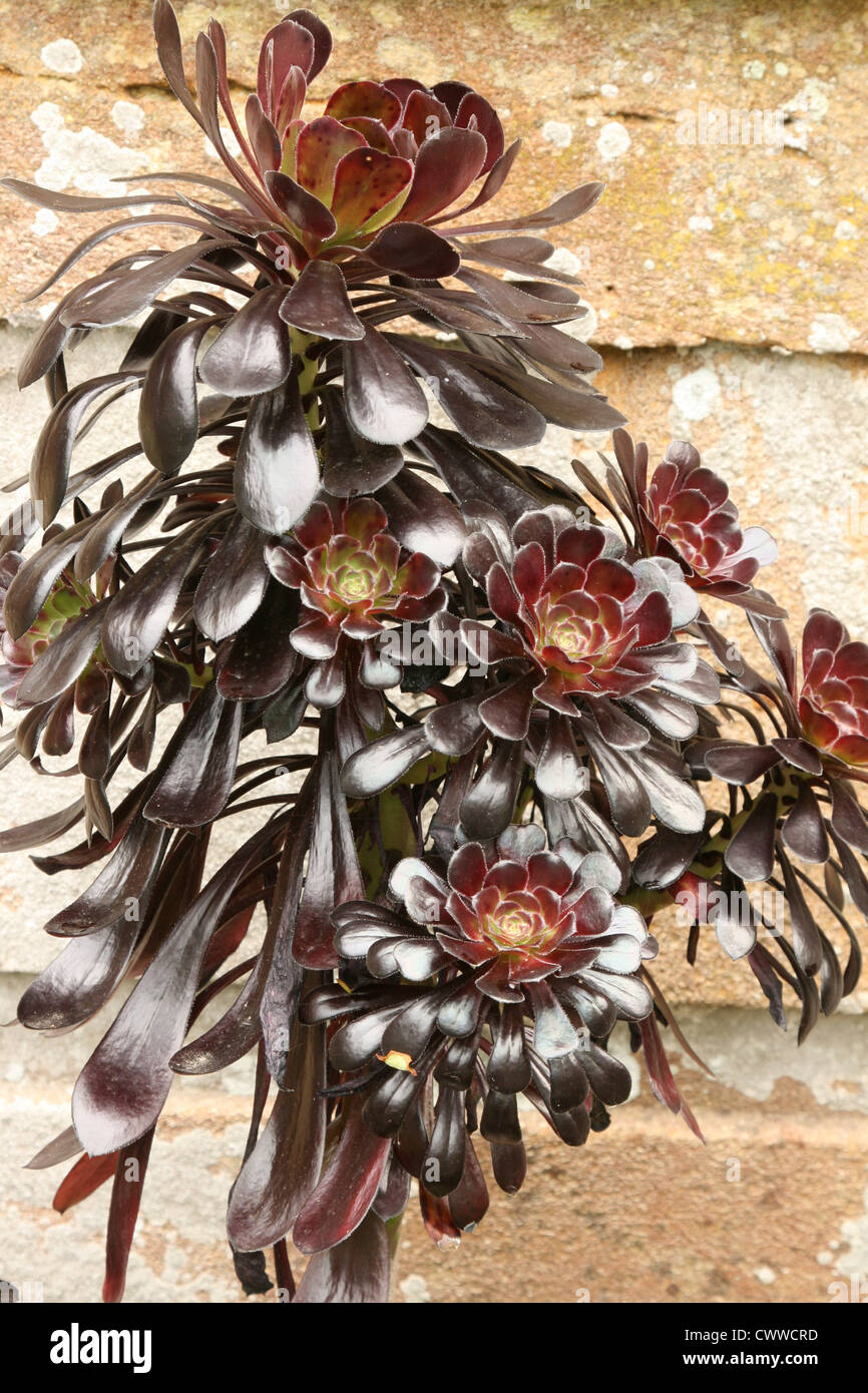 Stark flower hi-res stock photography and images - Alamy