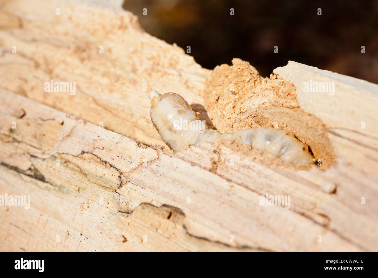 White grub eating the wood of a dead tree in Central Florida Stock ...