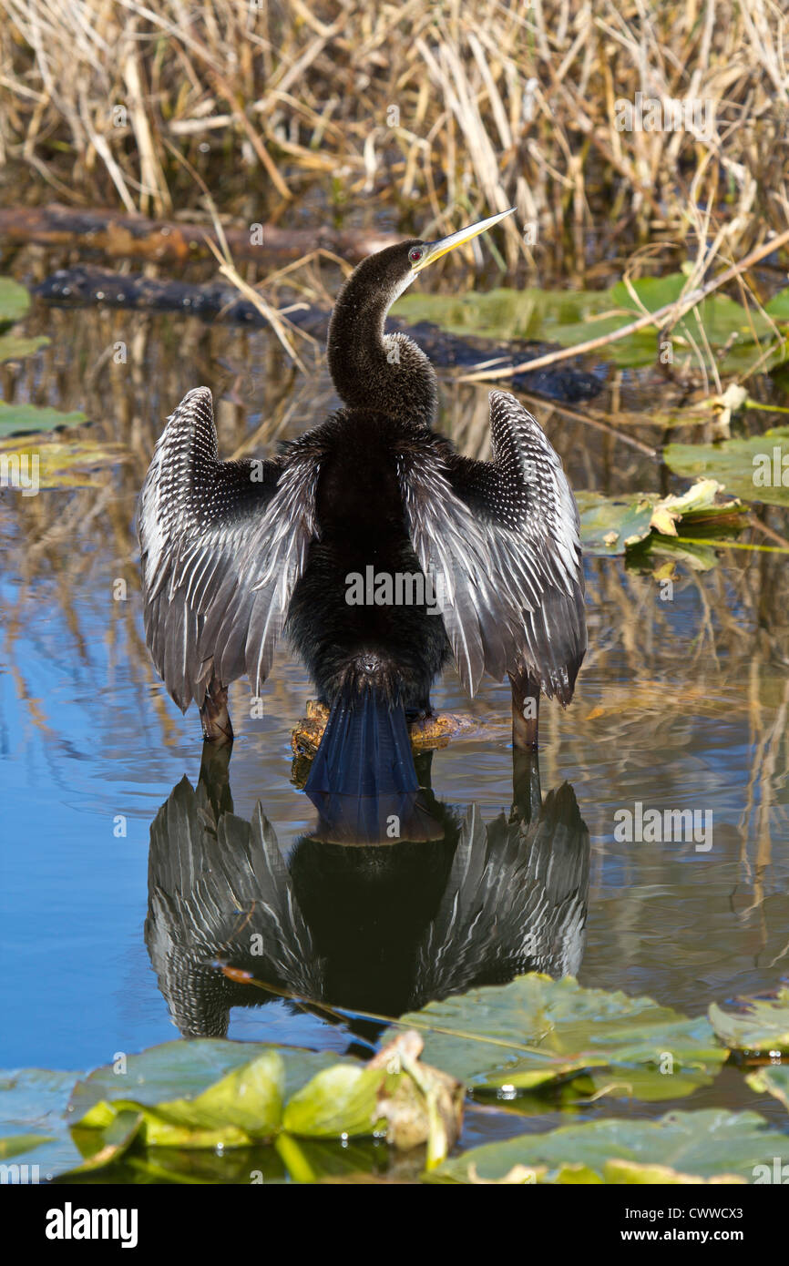 Anhinga drying feathers while perched on log protruding from water in ...
