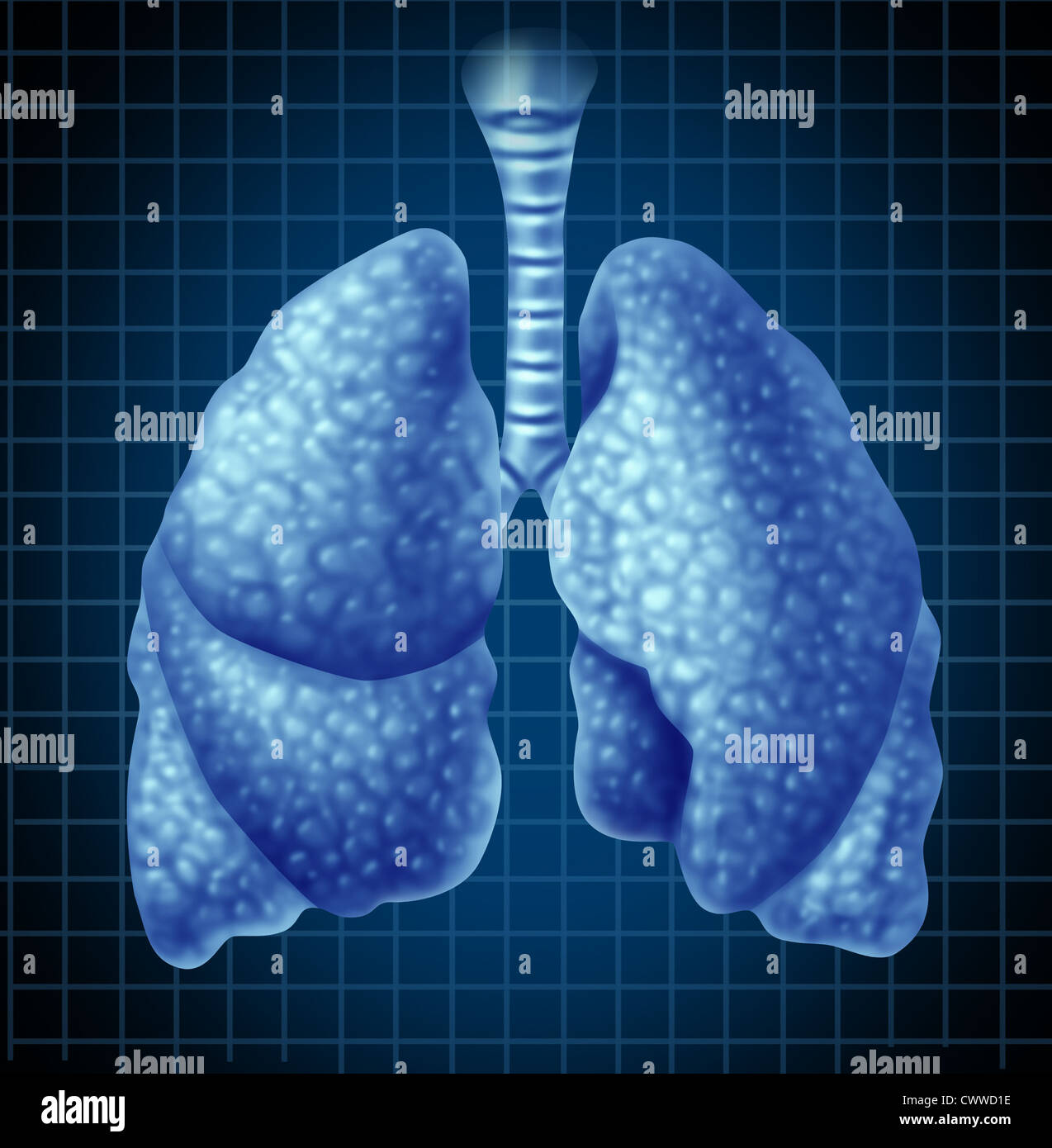 Human lungs organ as a medical health symbol representing the ...