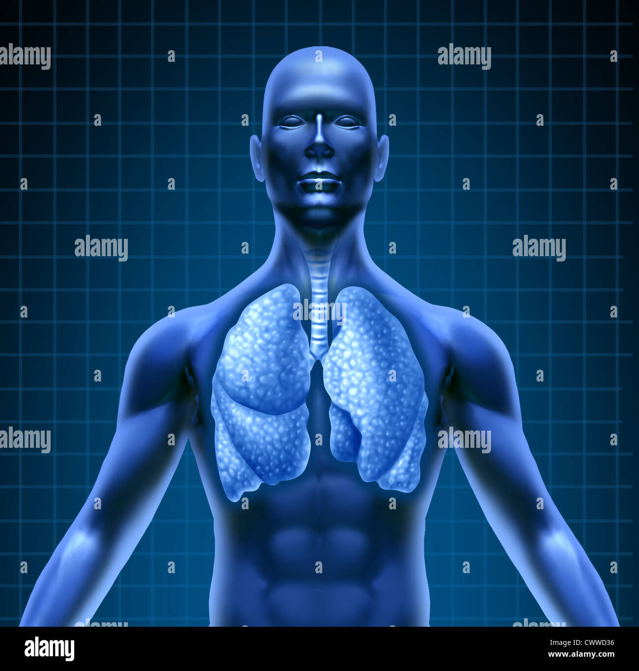 Human repiratory system represented by a blue human figure with lungs ...