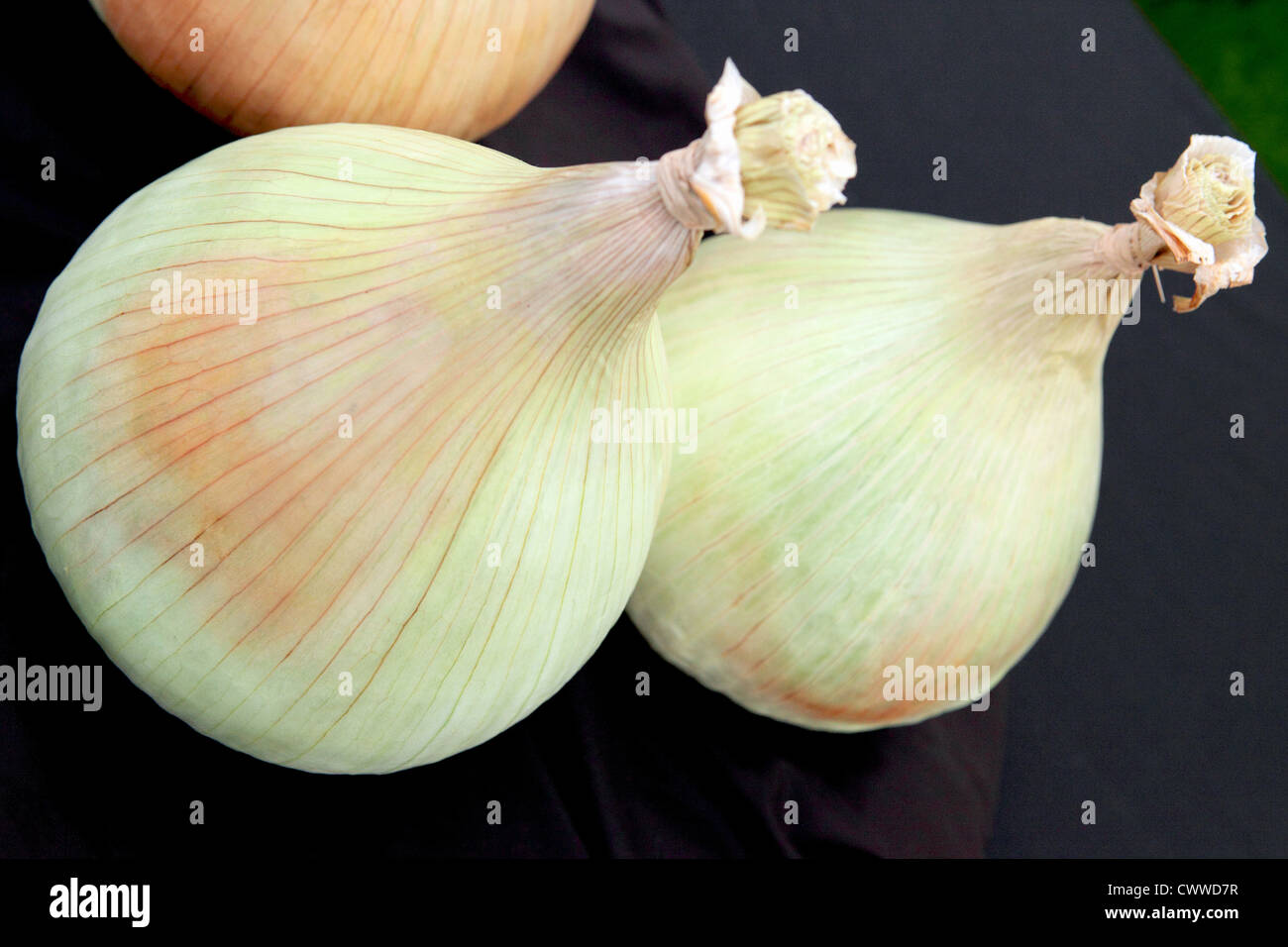 The ever versatile onion hi-res stock photography and images - Alamy