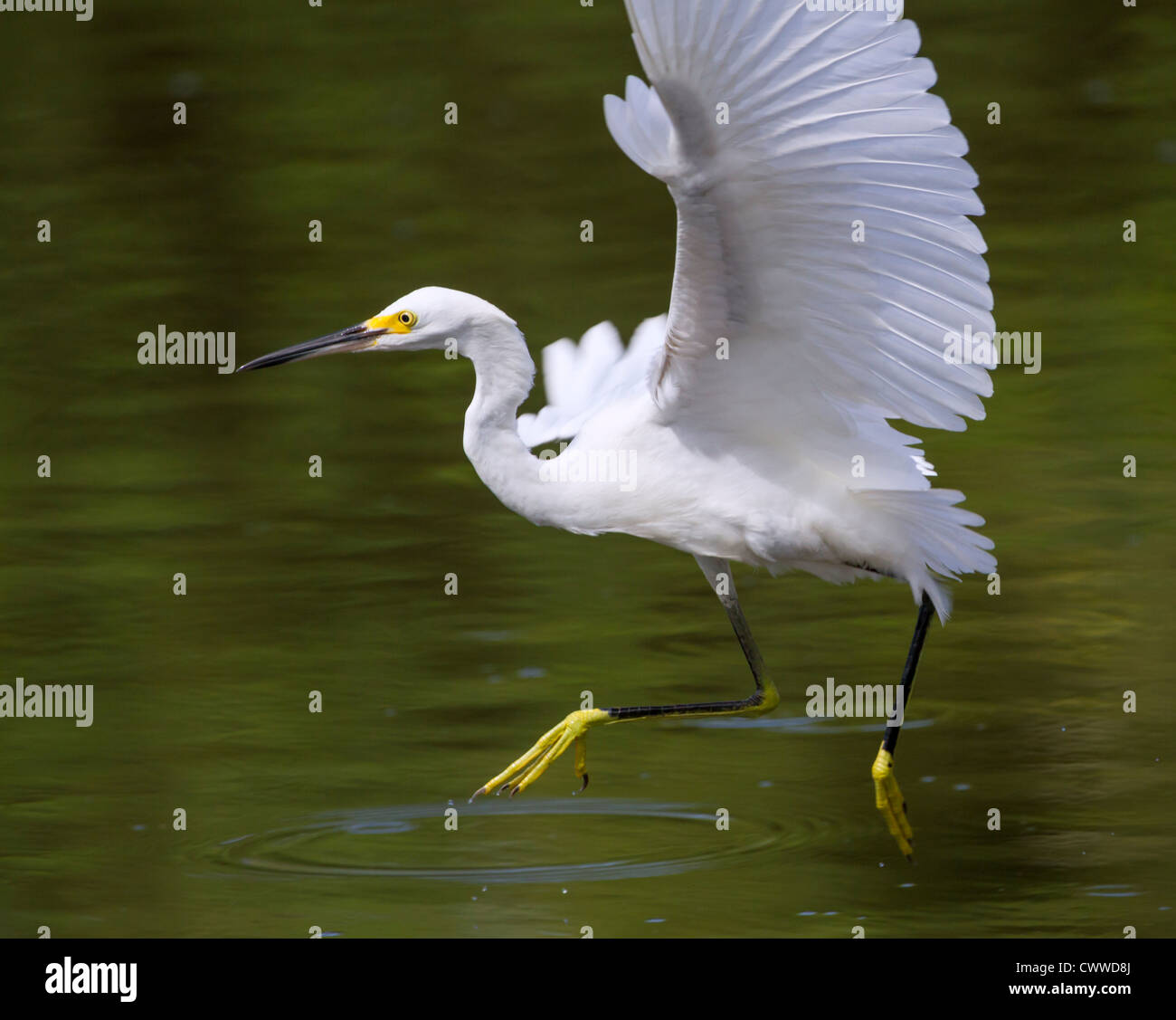 Snowy egret (Egretta thula) dancing on the water (South Carolina, USA ...