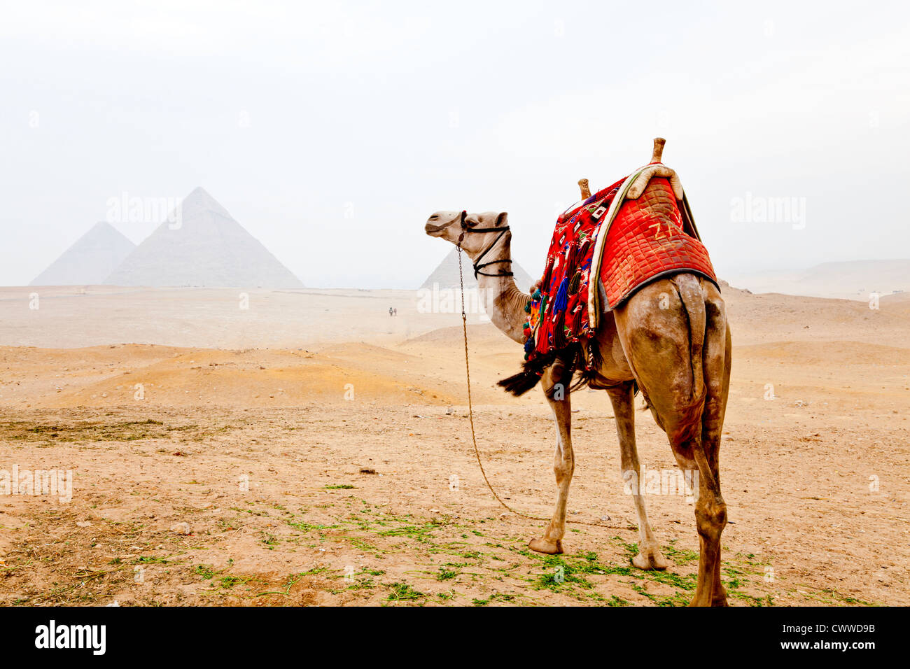 camel and the pyramids of giza Stock Photo - Alamy