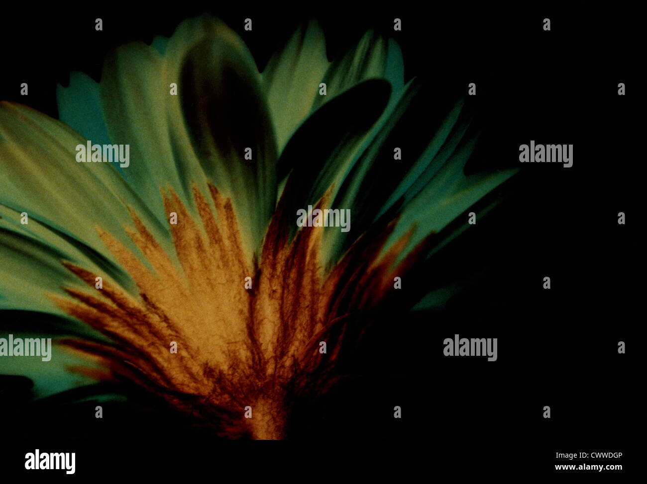 Horizontal flower stem hi-res stock photography and images - Alamy