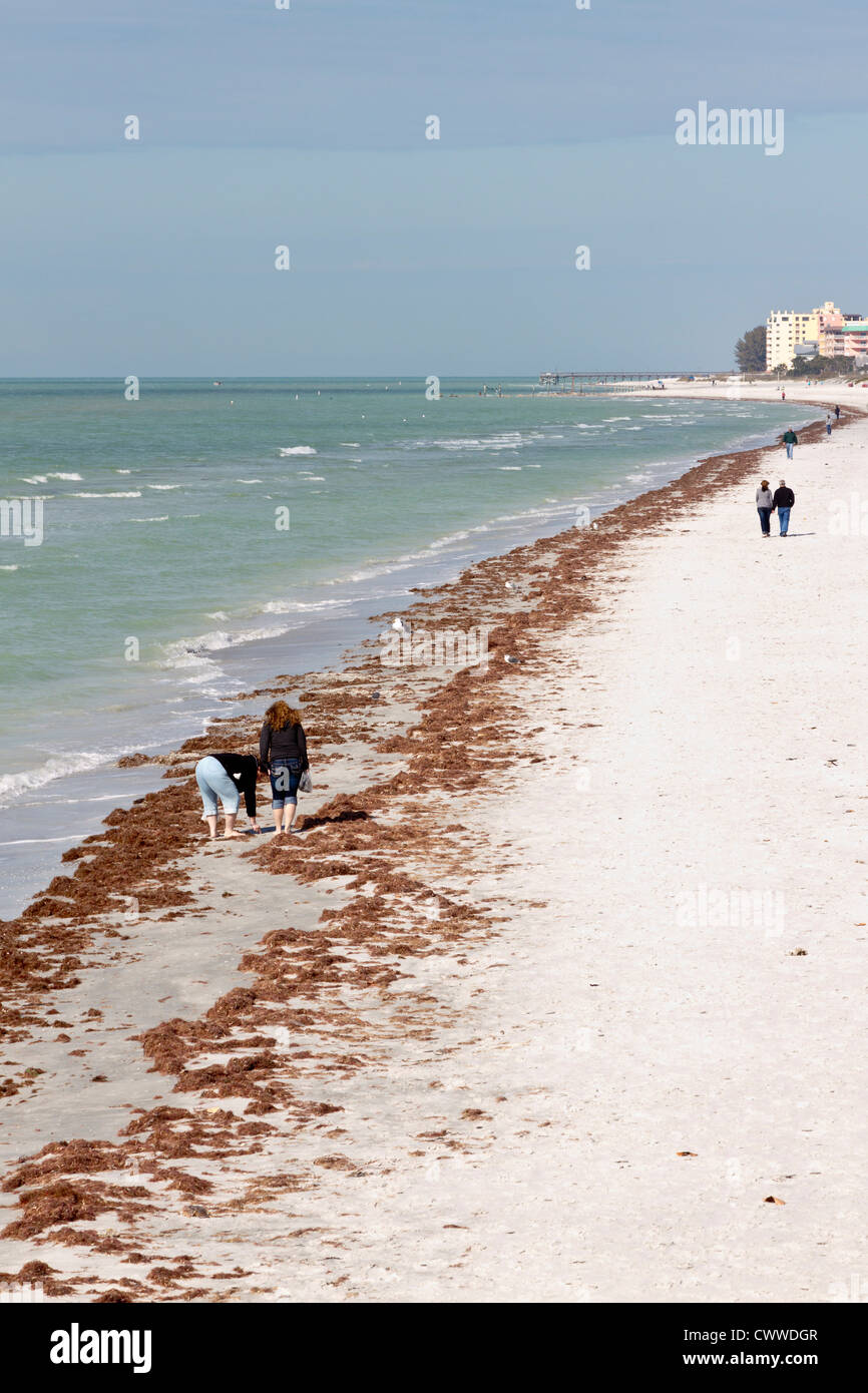 Two women picking up shells on the beach at Reddington Shores, Florida ...