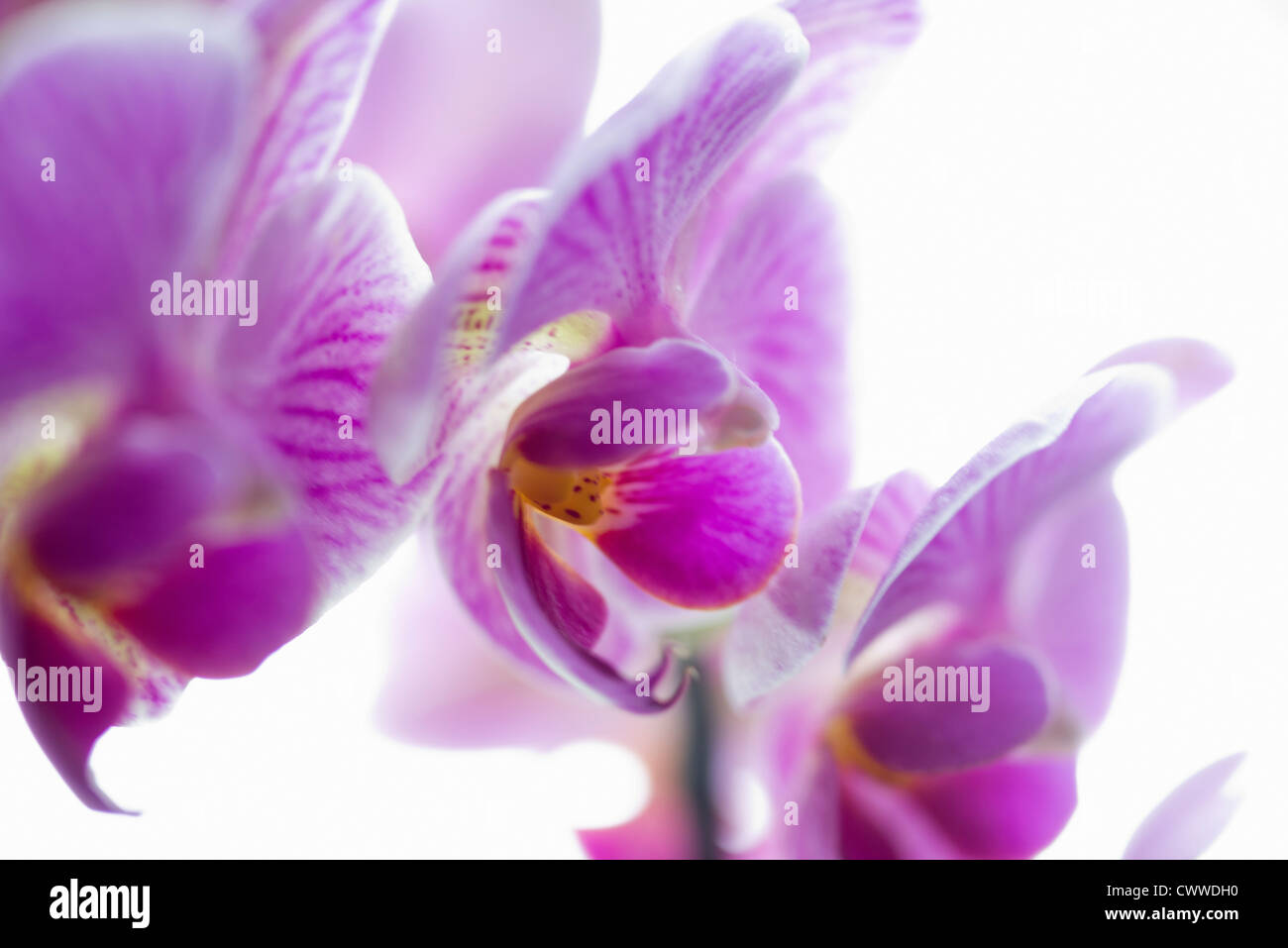 Close up of flower petals Stock Photo - Alamy