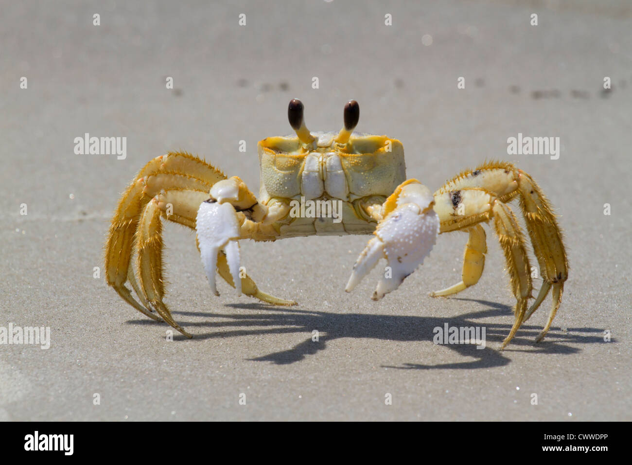Atlantic ghost crab (Ocypode quadrata) on the beach (South Carolina, USA Stock Photo - Alamy