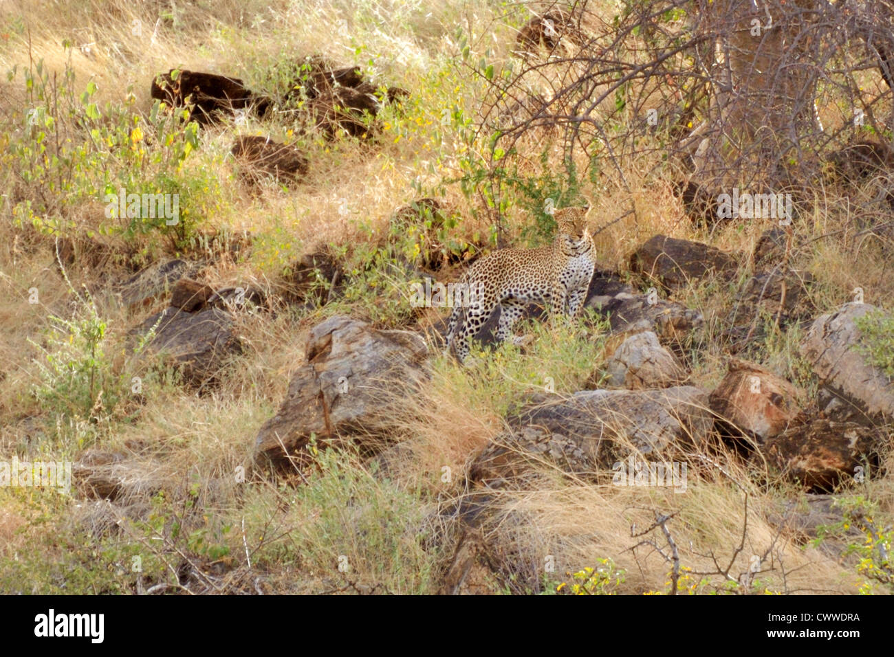 Leopard in the Hills Stock Photo - Alamy