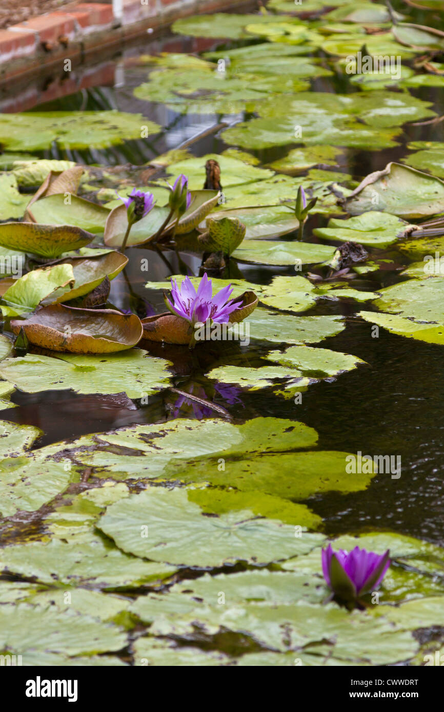 Flowering lily pads in man made pond at resort hotel in St. Pete Beach ...
