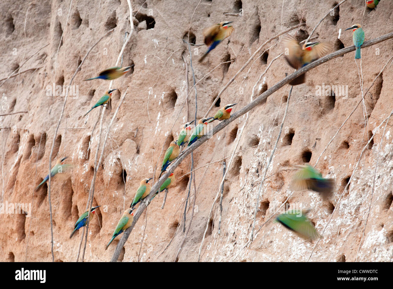 A nesting colony of White-fronted bee-eaters, (Merops bullockoides) the ...