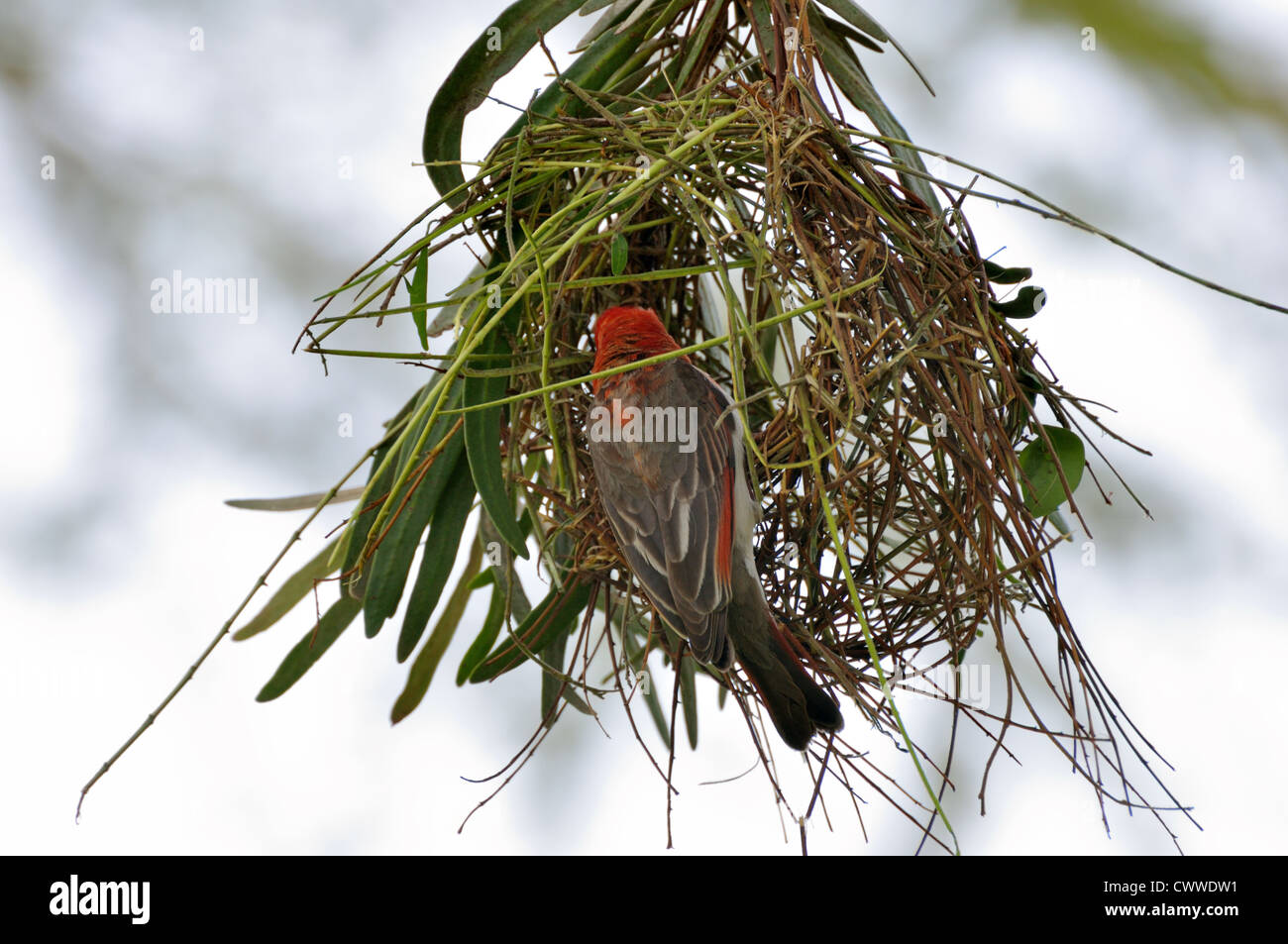 Red headed weaver hi-res stock photography and images - Alamy