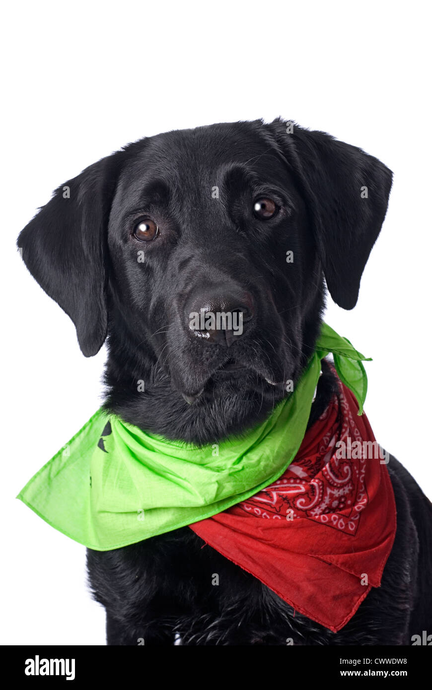 A studio headshot of a cute Black Labrador Retriever on a white ...