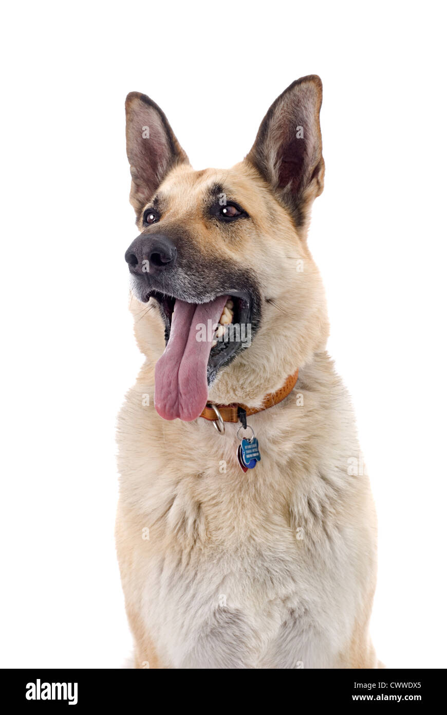 German shepherd dog head shot hi-res stock photography and images - Alamy
