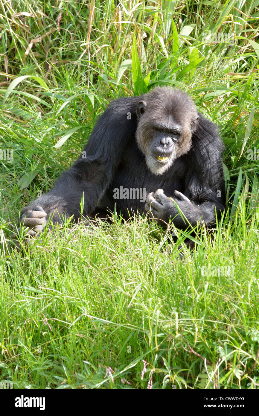 Chimpanzee eating pan troglodytes hi-res stock photography and images ...