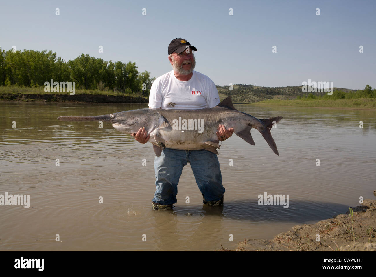 Fisherman works to lift large paddlefish (Polyodon Spathula) he caught ...