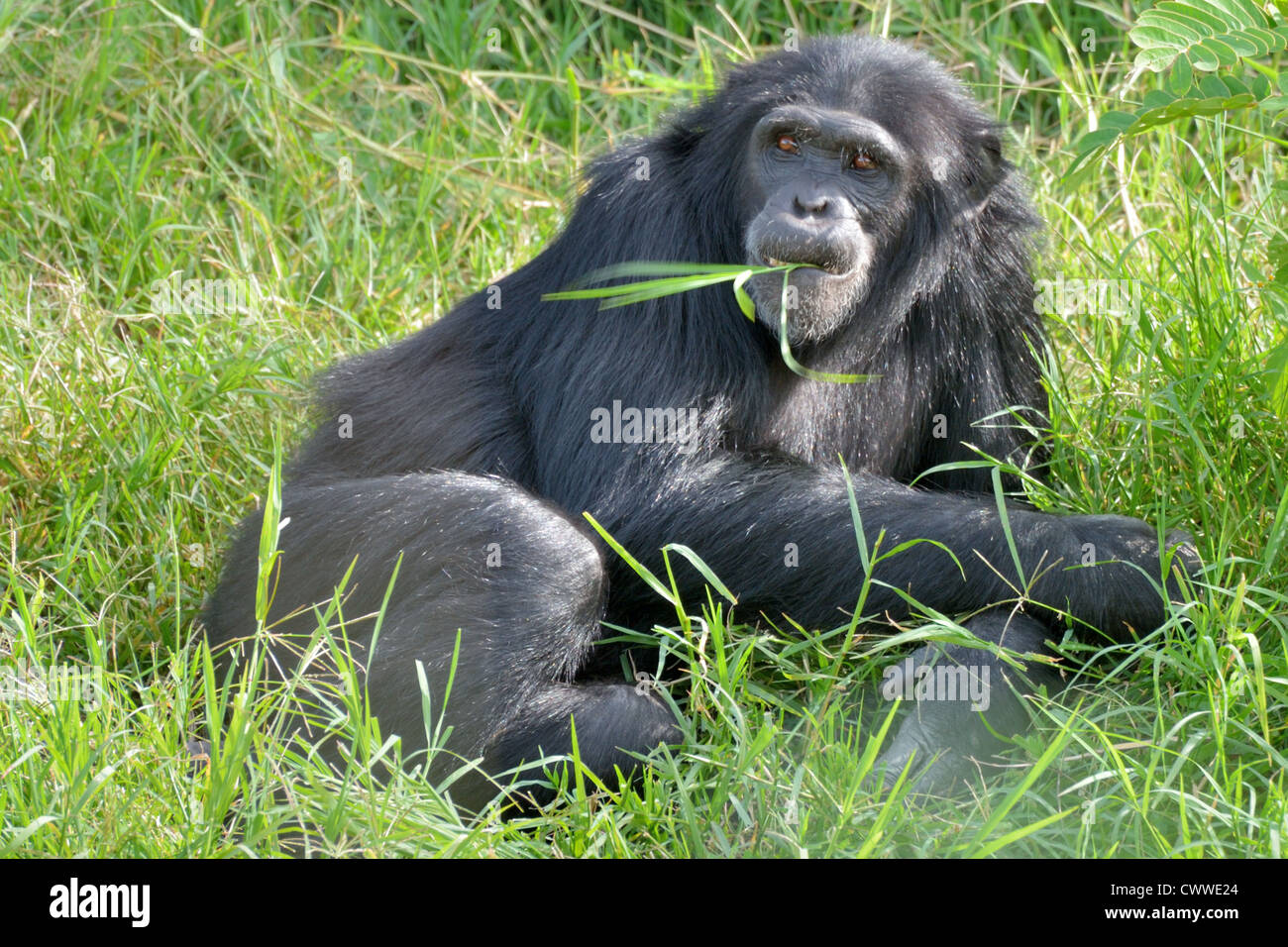 Chimpanzee chewing Grass Stock Photo - Alamy
