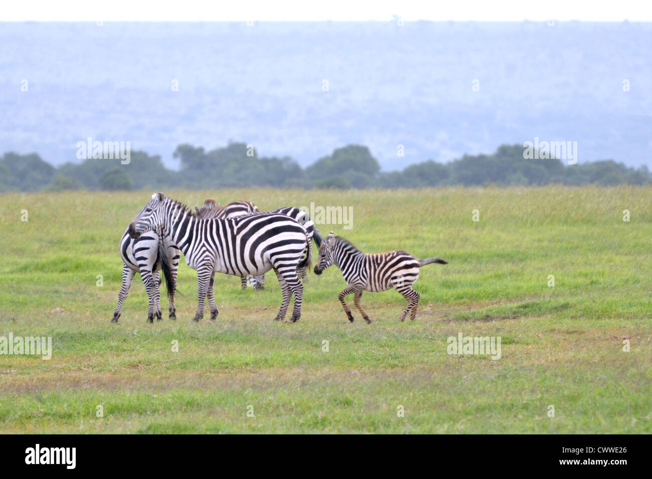 Group of Common Zebra Stock Photo - Alamy