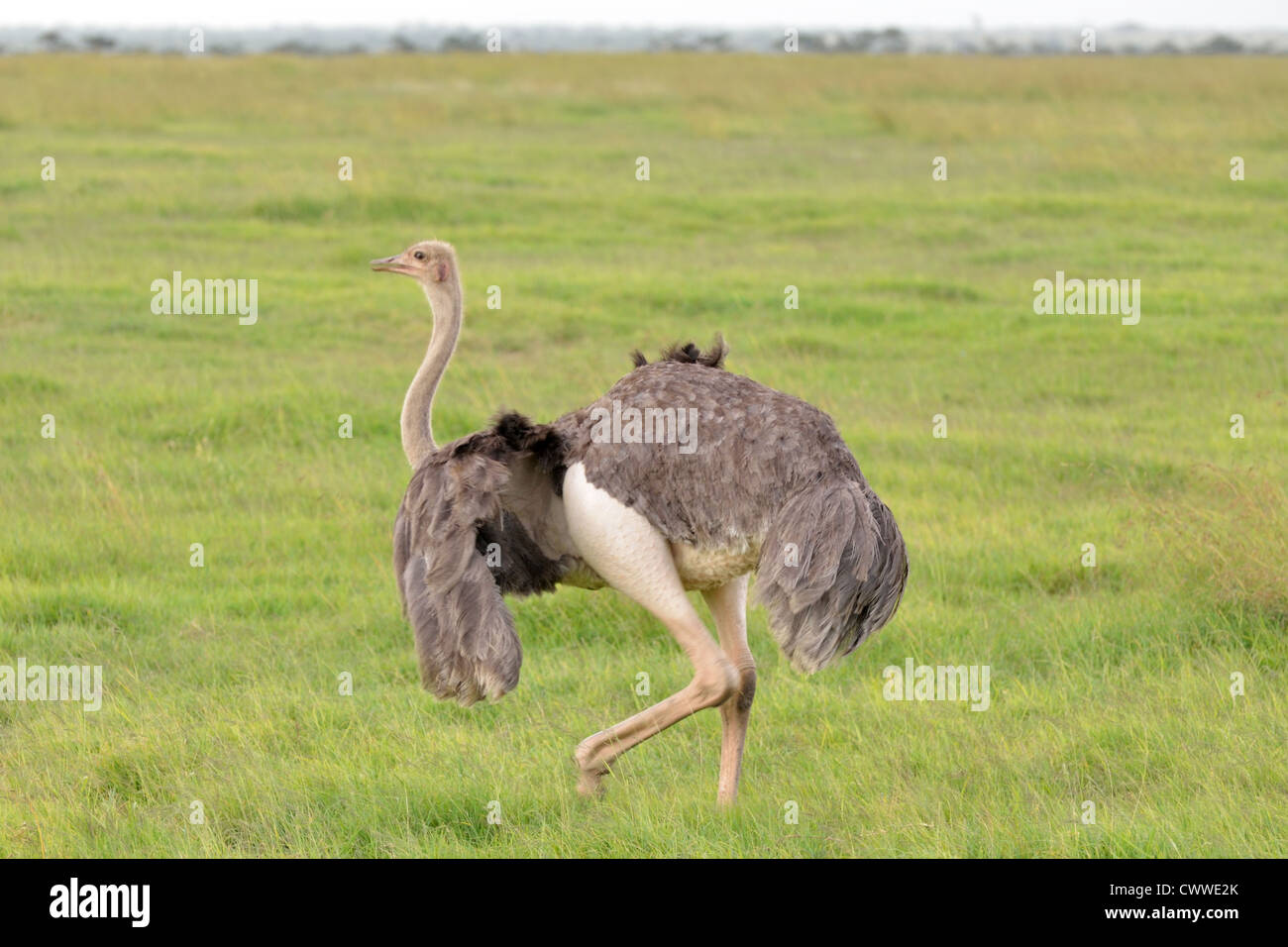 Female Ostrich Courtship Display Stock Photo - Alamy
