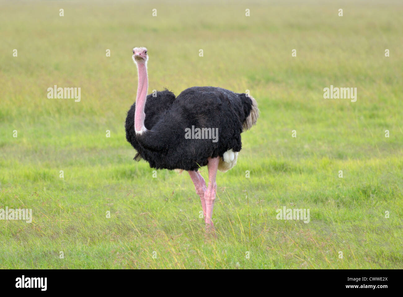 Male common ostrich hi-res stock photography and images - Alamy