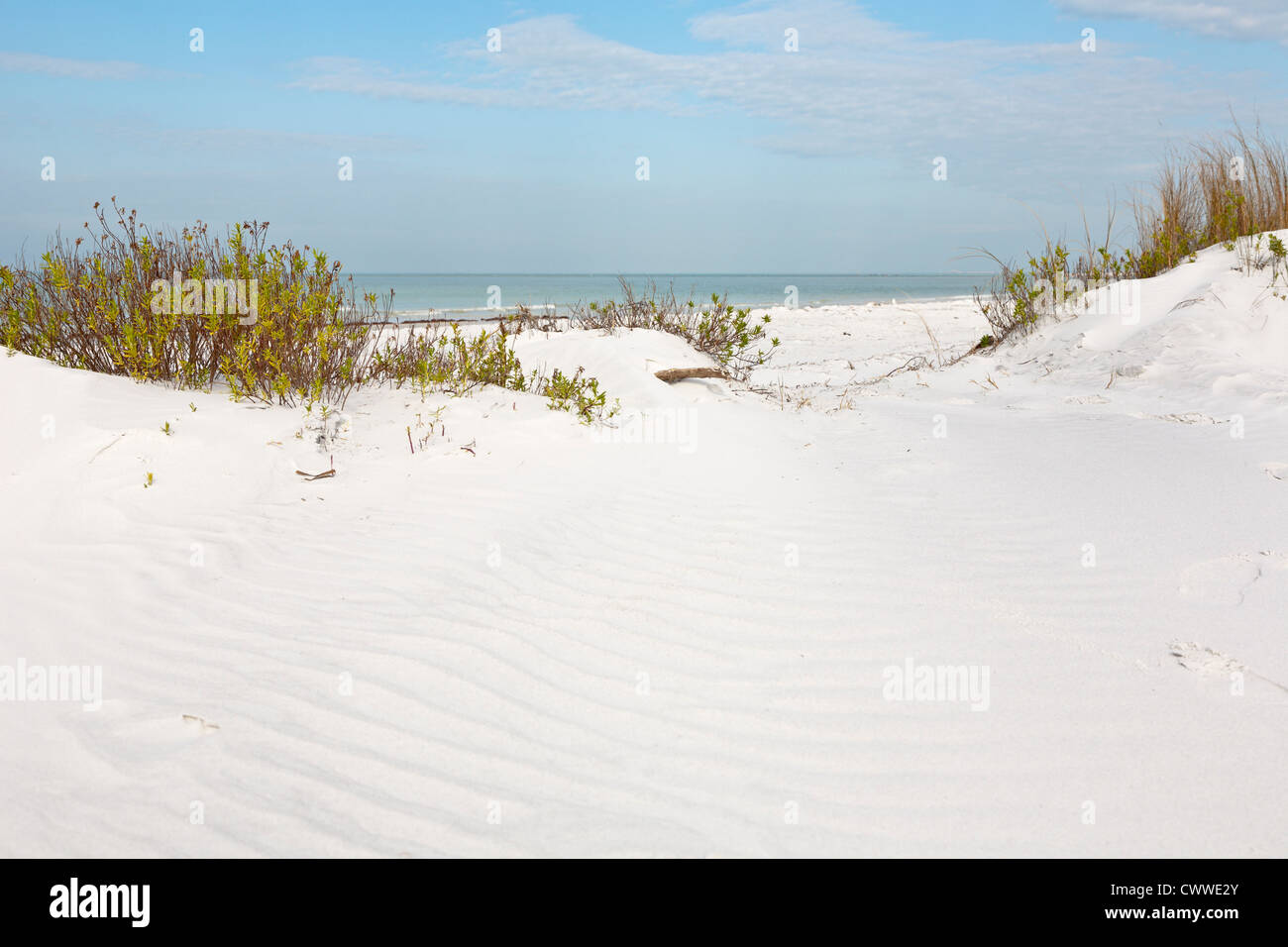 Dunes and sea grasses along coast line in Fort De Soto county park in ...