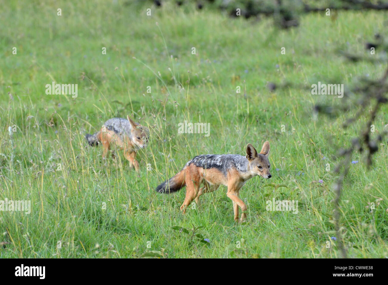 Silver jackal hi-res stock photography and images - Alamy