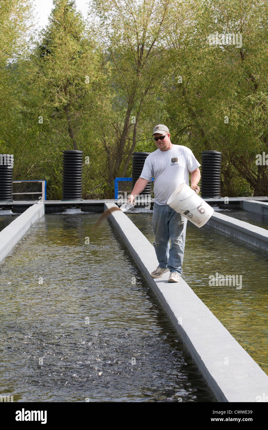 Clouds of trout (both in the raceway he is feeding and the adjoining ...