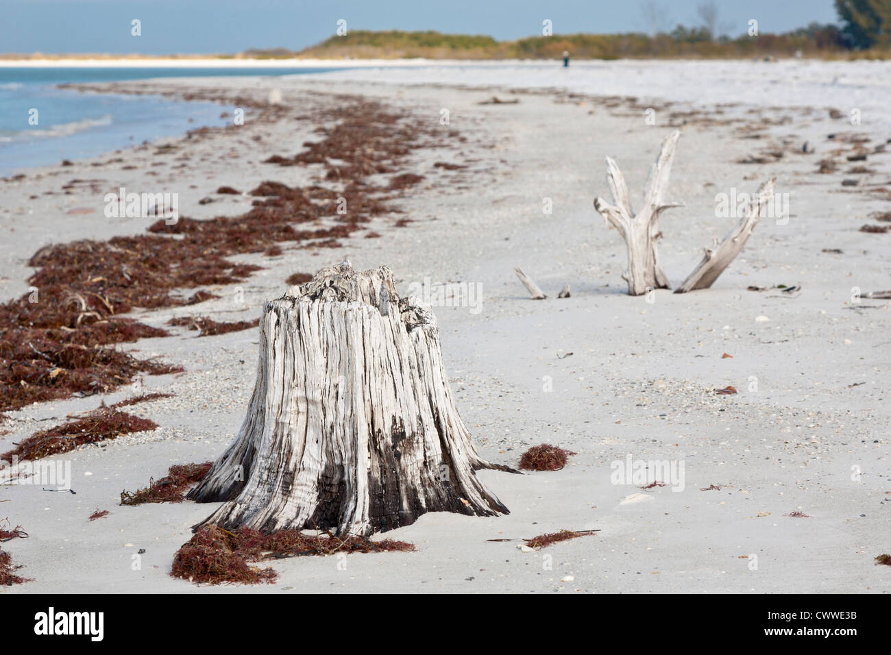 Erosion roots hi-res stock photography and images - Alamy