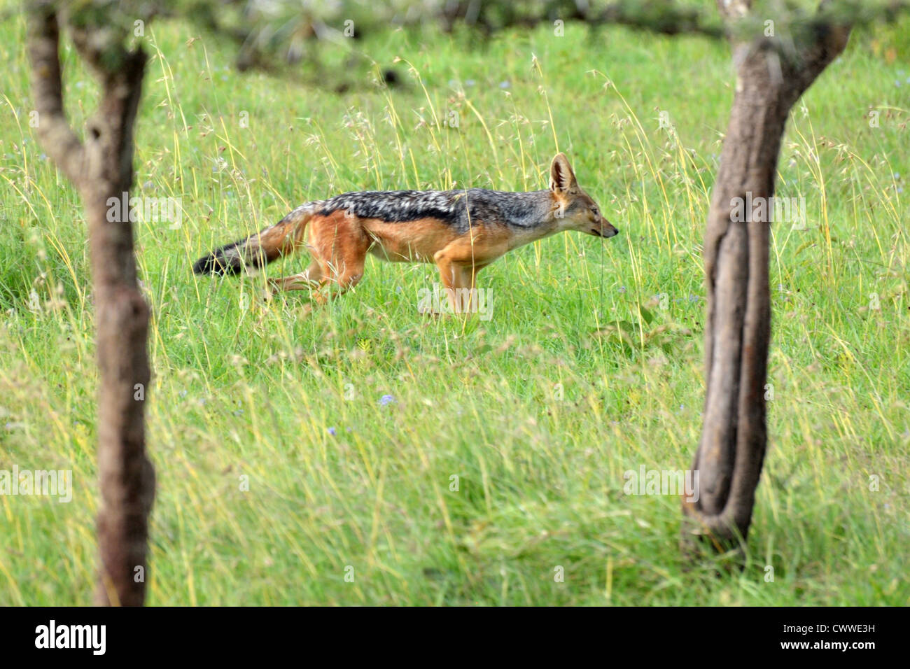 Silver jackal hi-res stock photography and images - Alamy