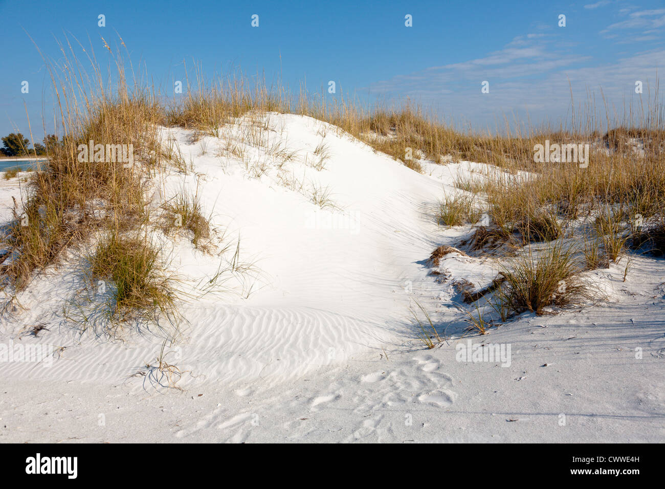 Dunes and sea grasses along coast line in Fort De Soto county park in ...