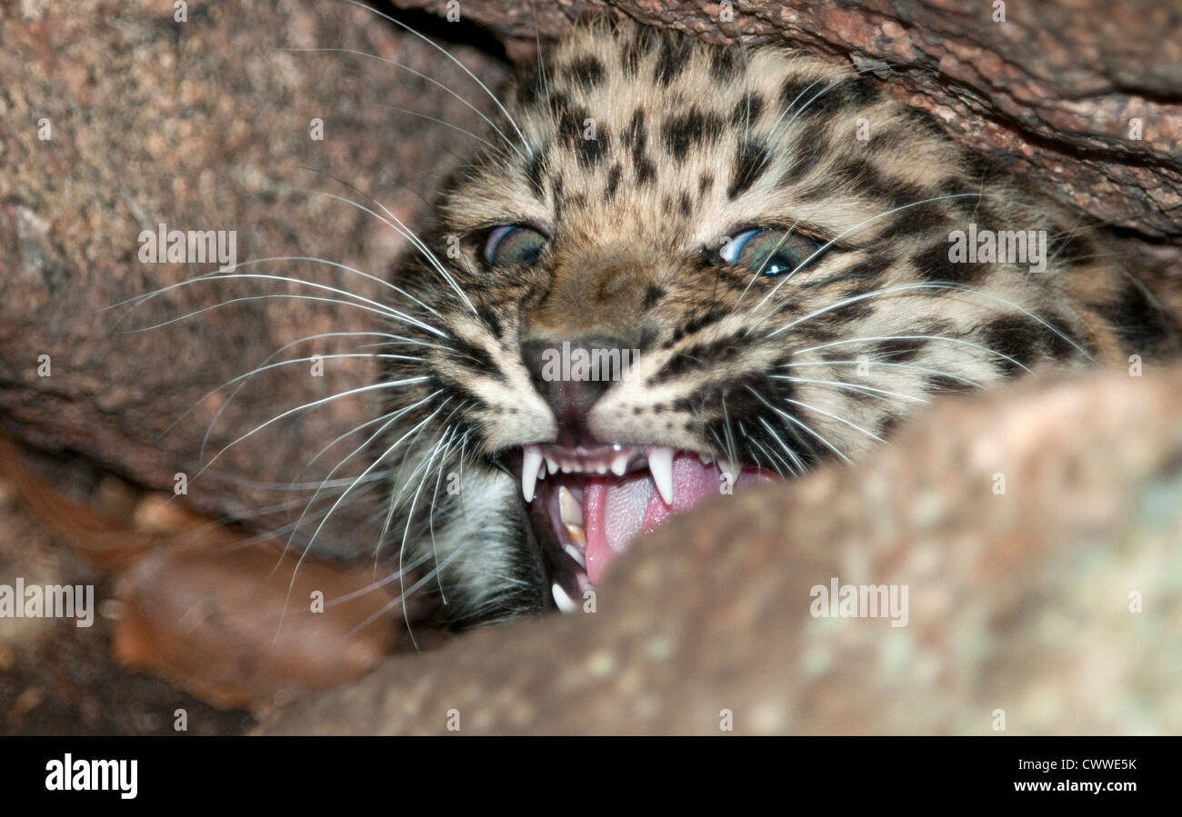 Female Amur leopard cub snarling Stock Photo - Alamy
