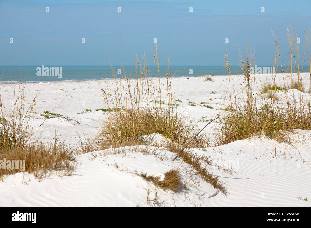 Dunes and sea grasses along coast line in Fort De Soto county park in ...