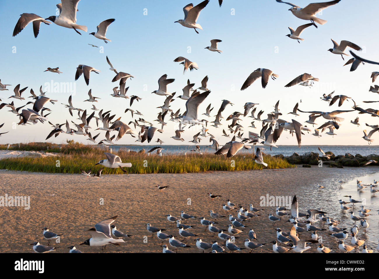 A flock of seagulls feeding on Fort Island Gulf Beach at low tide near ...