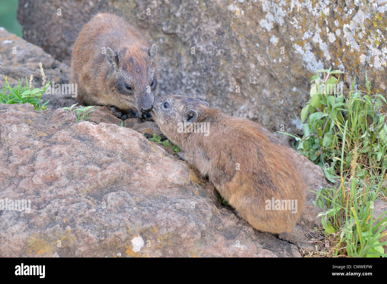 Two Rock Hyraxes Stock Photo - Alamy
