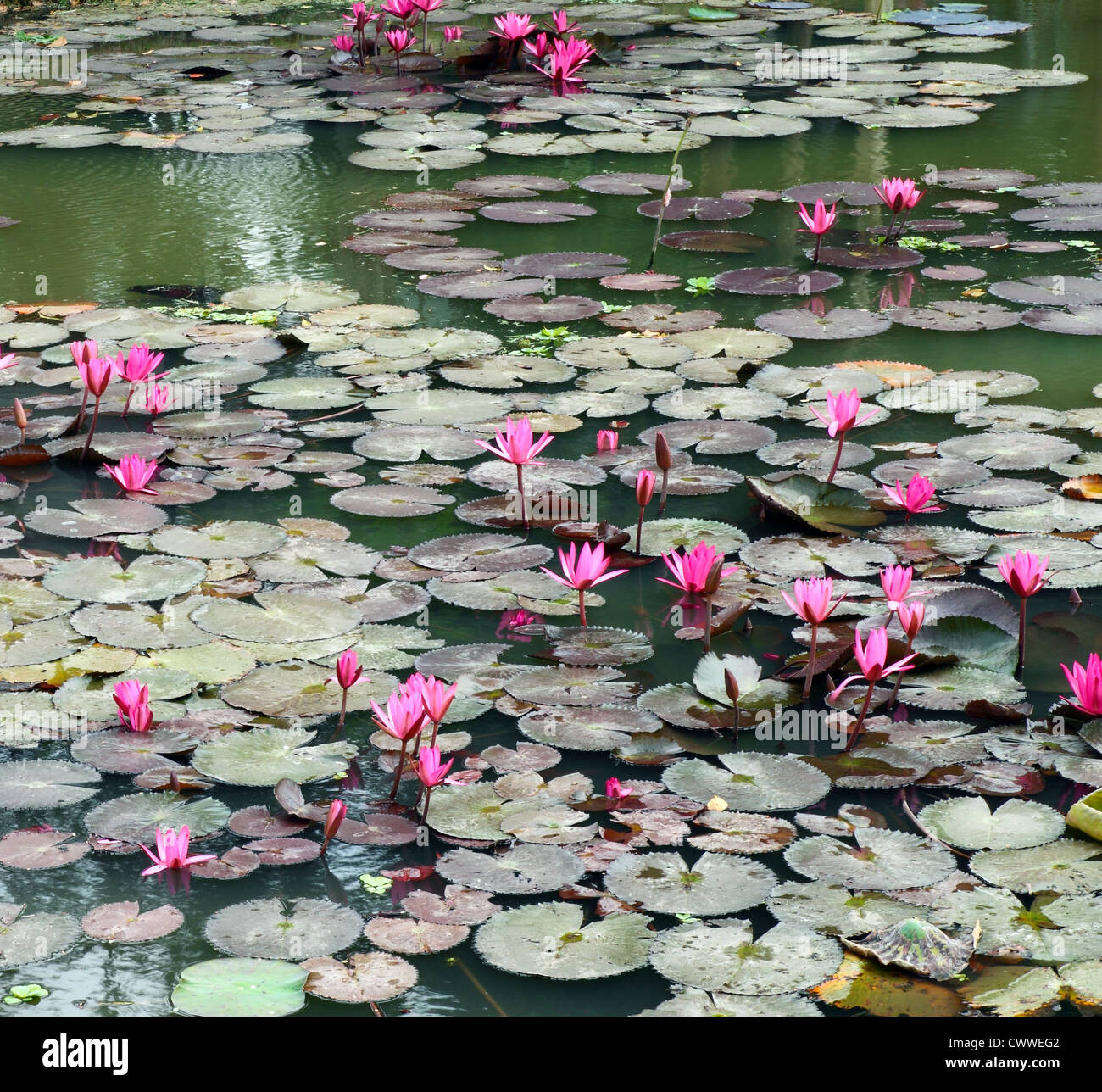Bed of lotus flowers hi-res stock photography and images - Alamy